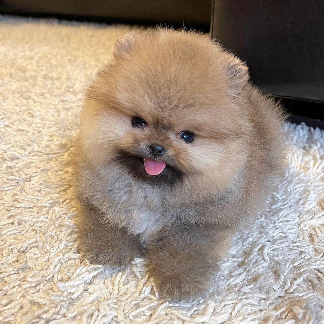 Pomeranian puppies for adoption - Teacup Puppies Ready Now